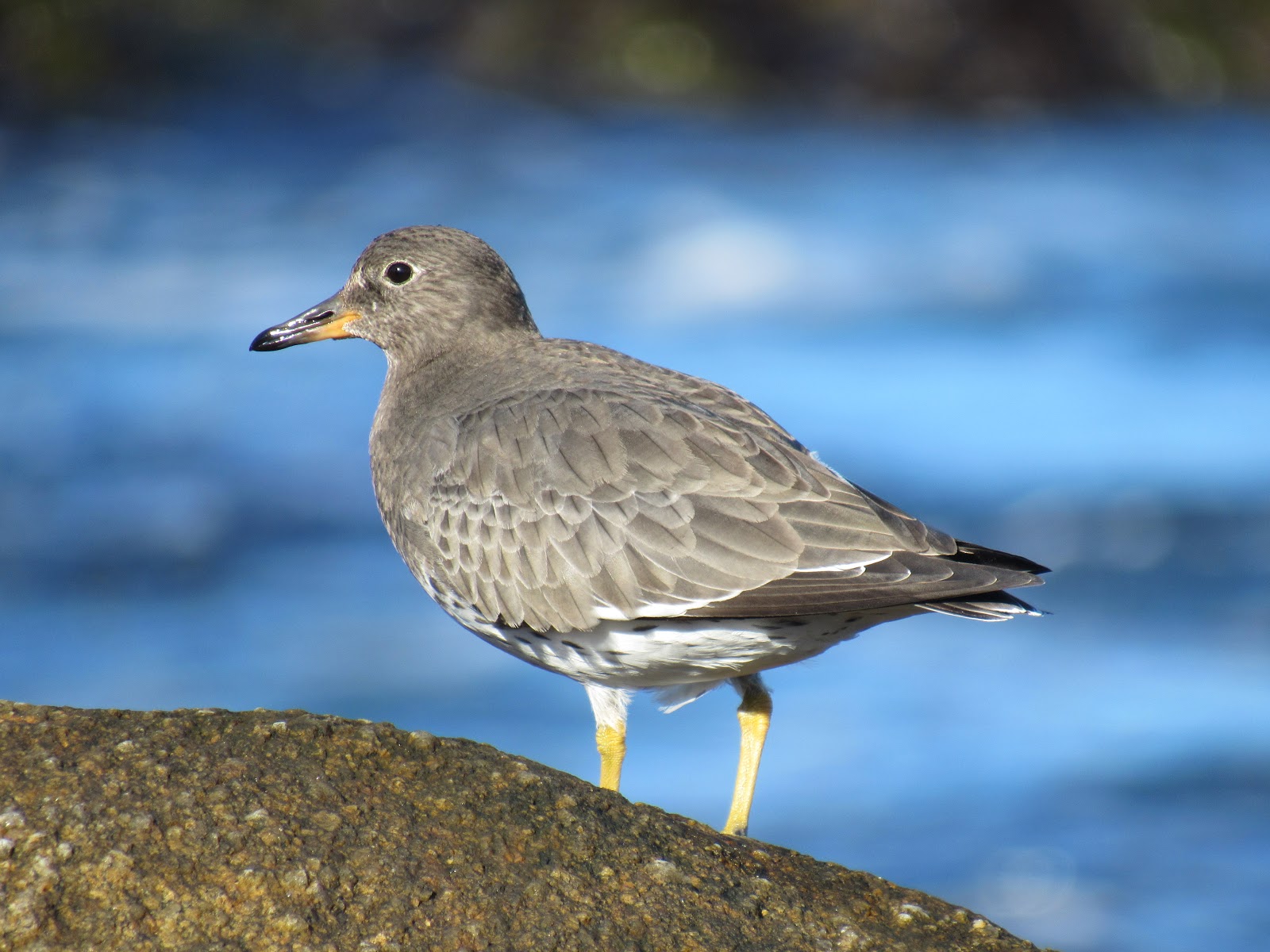 Surfbirds at Point Pinos