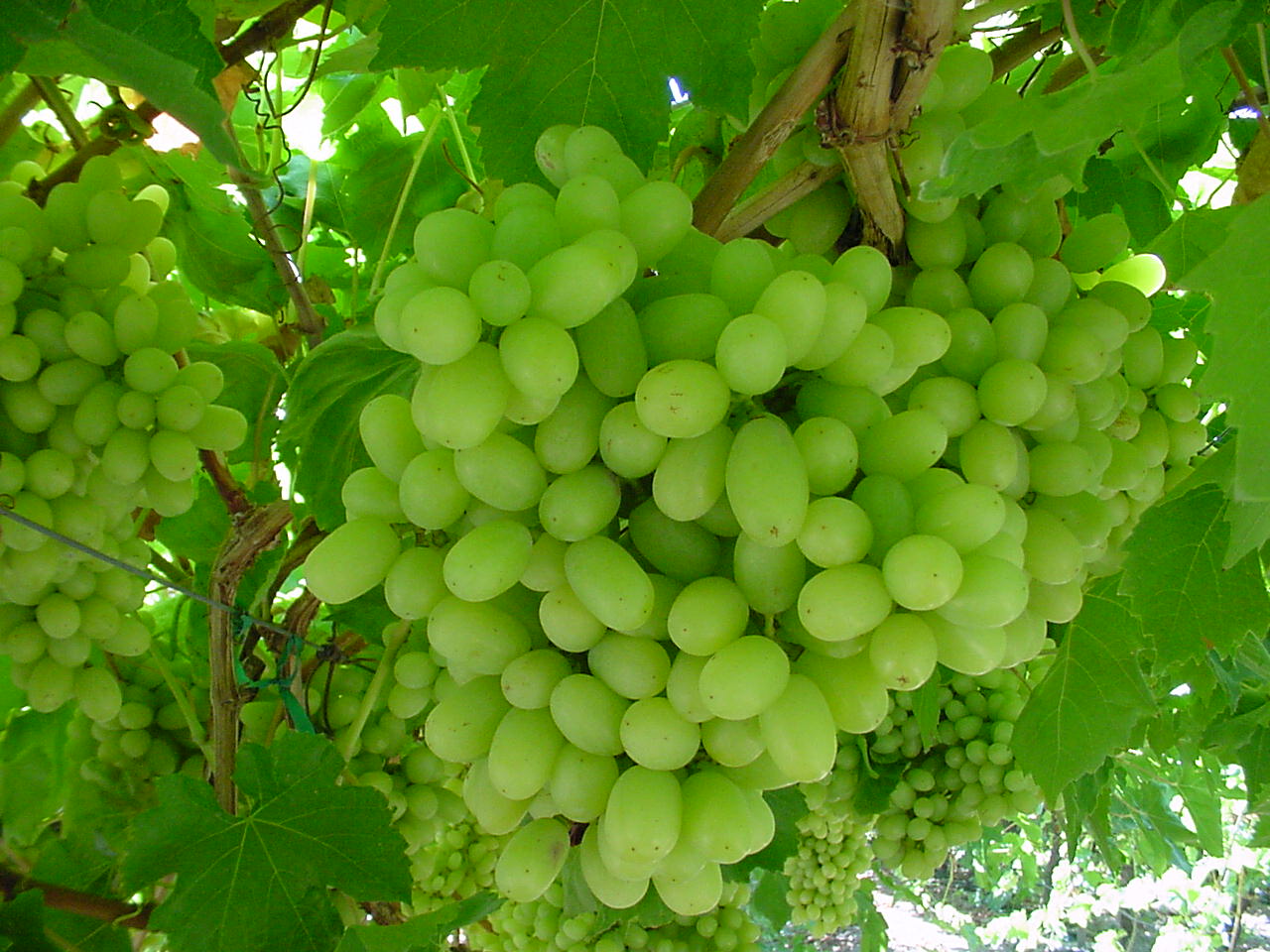 ABOUT GRAPES