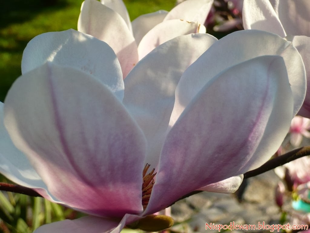 niepodlewam: Szyszki na magnolii