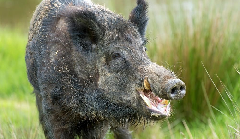 ASSOCIAZIONE ITALIANA DIFESA ANIMALI ED AMBIENTE: CINGHIALE "BEFFA" IL ...