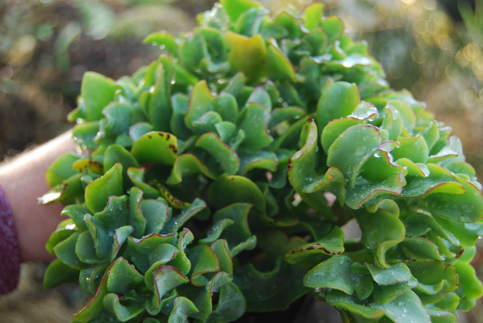 クラッスラ属 Crassula undulata｜多肉植物図鑑 PUKUBOOK(プクブック)
