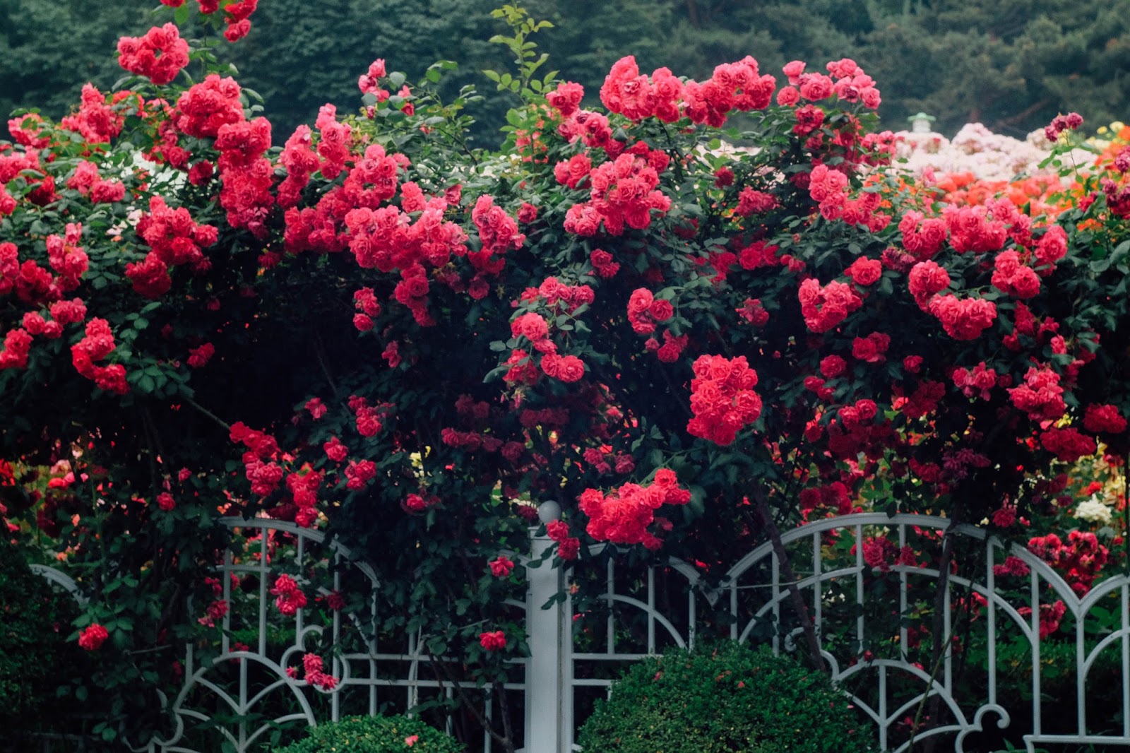 Bucheon Dodang Mountain One Million Rose Garden - 부천 도당산 백만송이 장미원 ...
