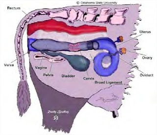 Sistem Reproduksi Pada Hewan - Homecare24