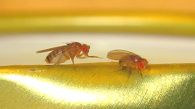 Carnet Nature: Vu en Janvier - Drosophiles