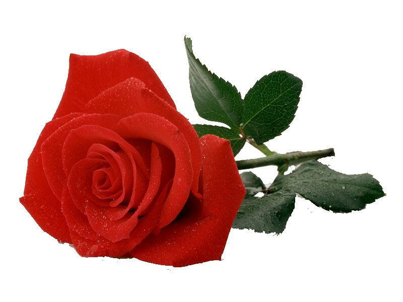 Digikuvat: Ruusu Pöydällä