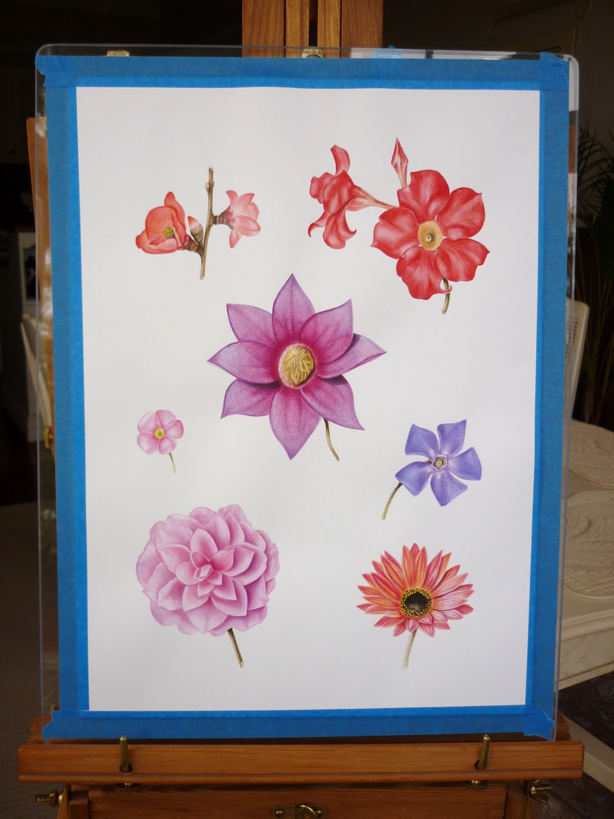 Vicki Lee Johnston - Botanical Art: SBA Distance Course - Page of Flowers