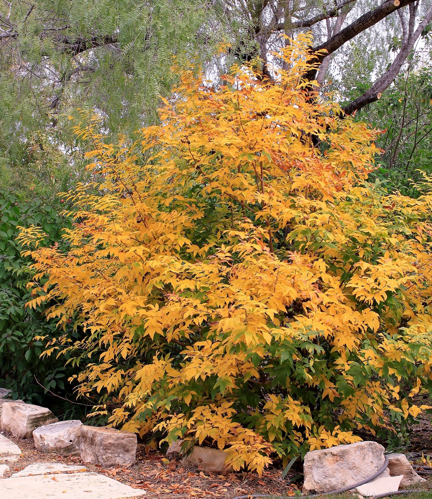Mexican Buckeye Tree