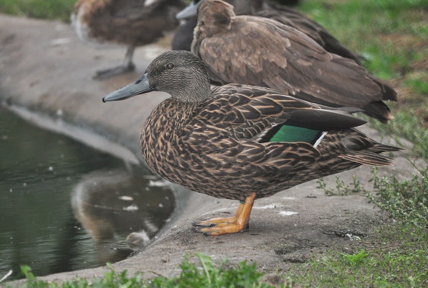 ZOOTOGRAFIANDO (6.100 ANIMALS): PATO DE MELLER / MELLER´S DUCK (Anas ...