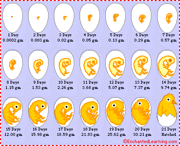 Eggciting Organics: Diagram of Embryology of the Fetal Embryotic Chick ...