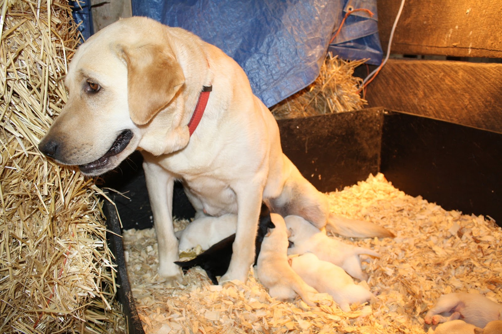 Top of the Hill Labs: One Week Old - Puppies Doing Great!