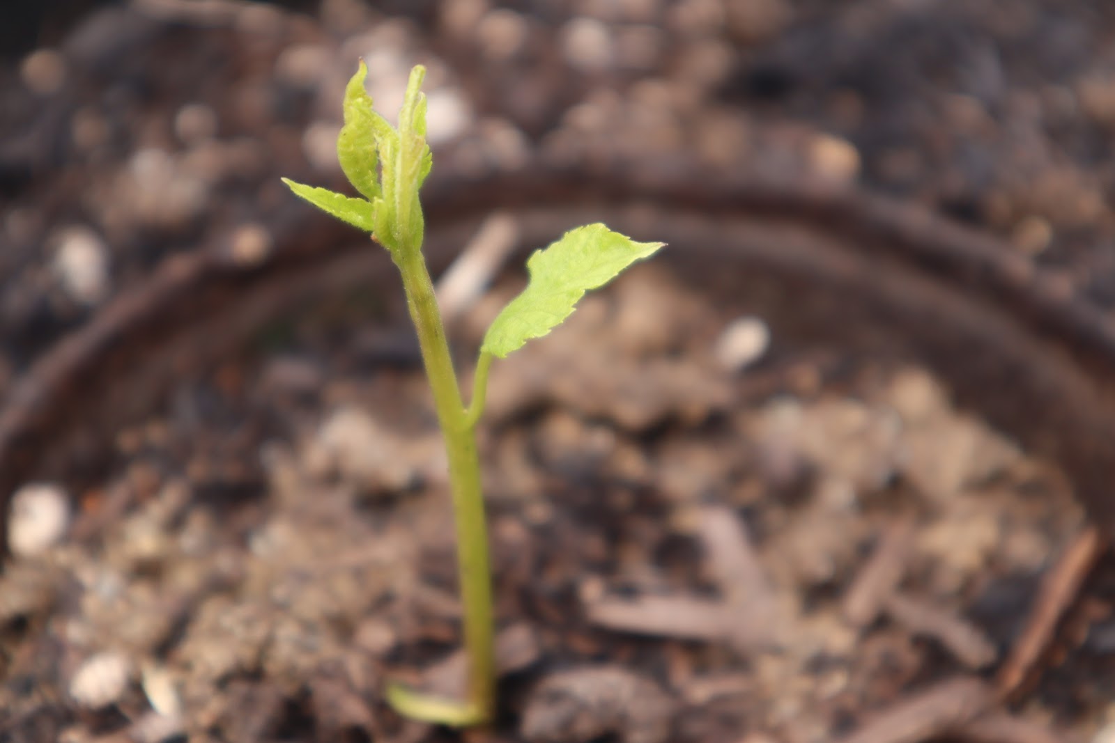 David's Blog: Butternut Trees Sprouting