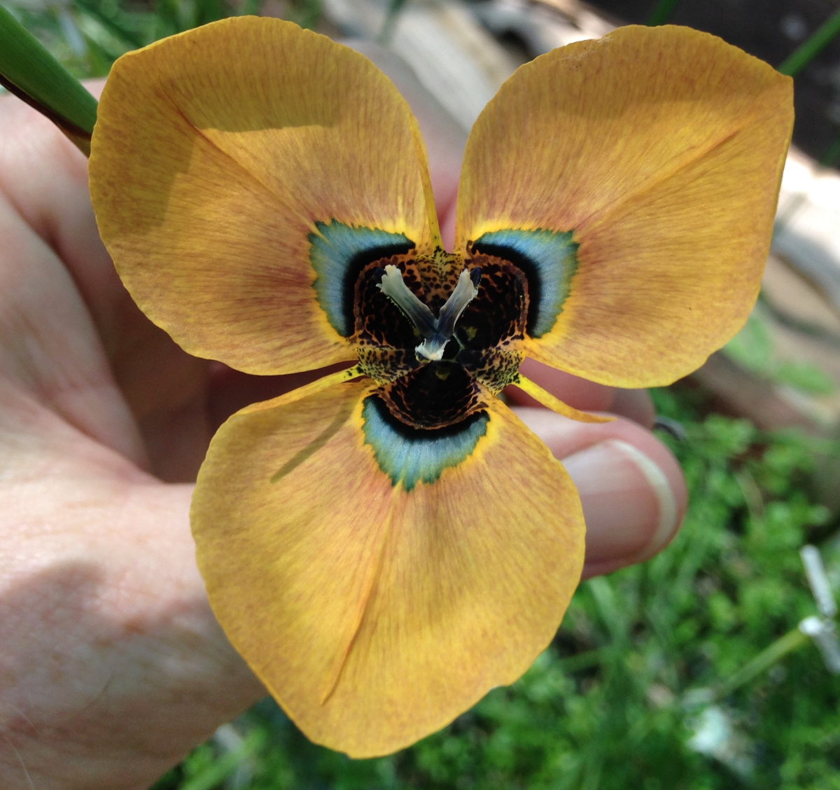 Growing Cool Plants: New Moraea Hybrids, 2016