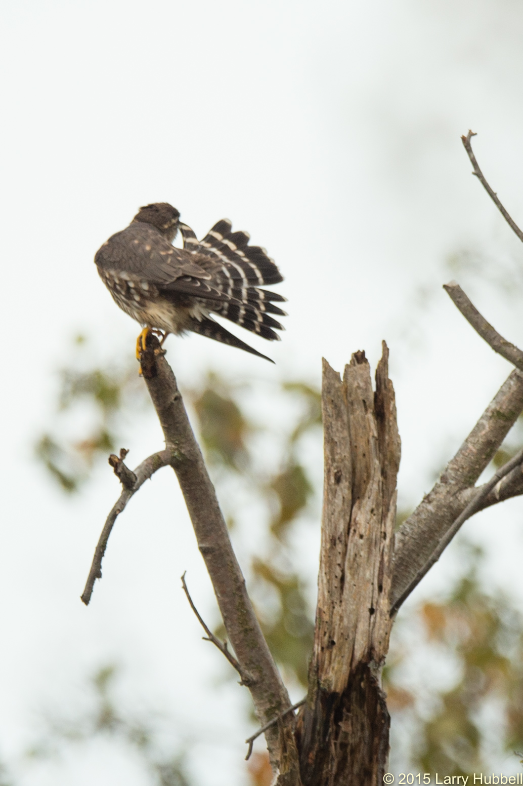 Union Bay Watch : Pigeon Hawk