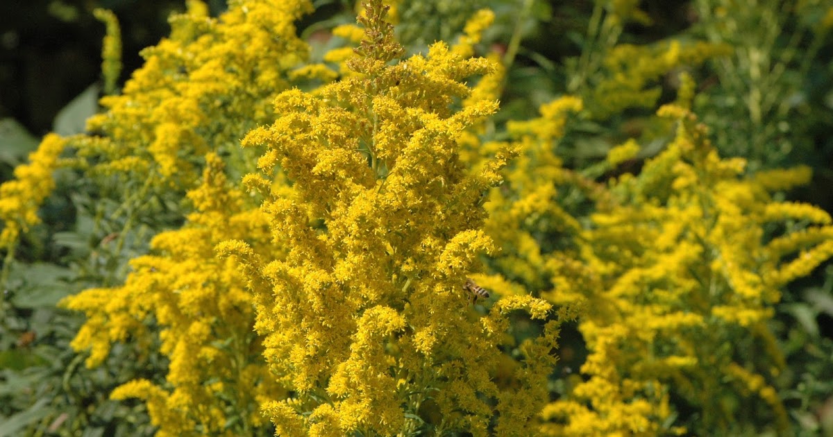 Field Biology in Southeastern Ohio: Some Ohio Goldenrods