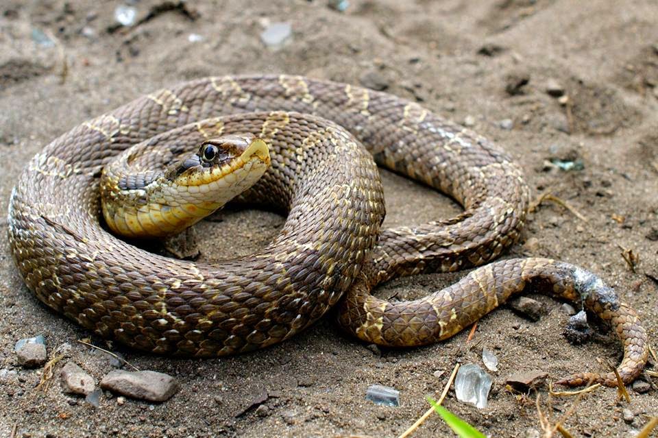 Herpedex: All the Herps I Have Seen In The Wild: Fall Herping in the ...