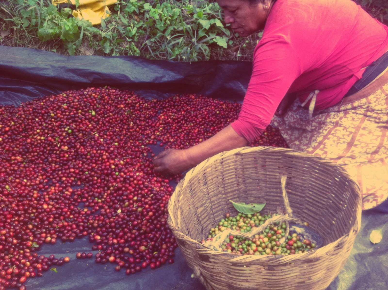 No Bold Coffee: Seed-to-Cup: The Journey of a Cup of Coffee