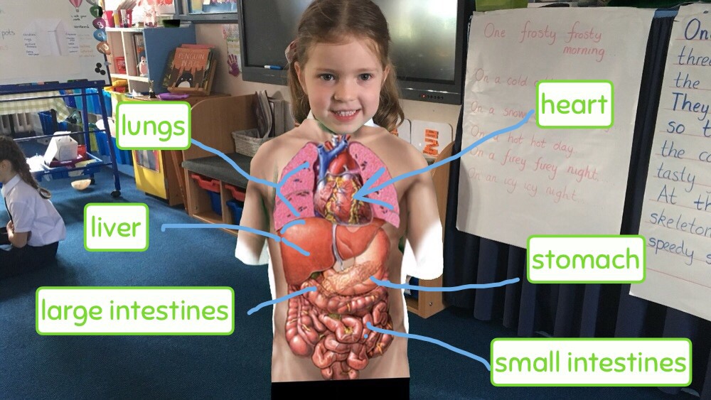 Learning About The Human Body In Year 1