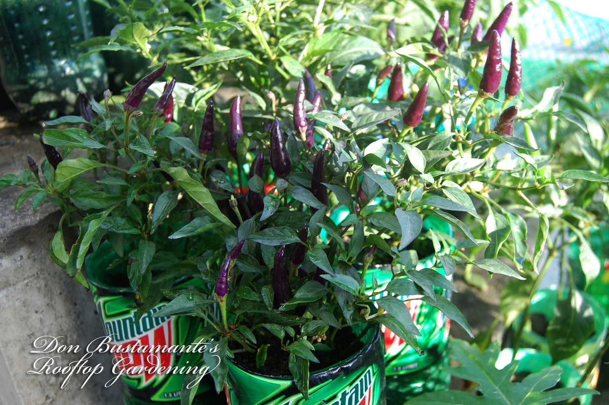 Don Bustamante's Rooftop Garden: Malaysian Pepper In Mountain Dew