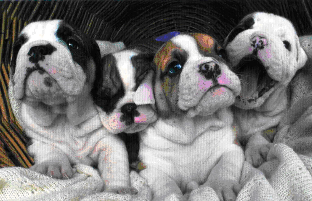 K R U H Y: Populárne druhy psov VI.