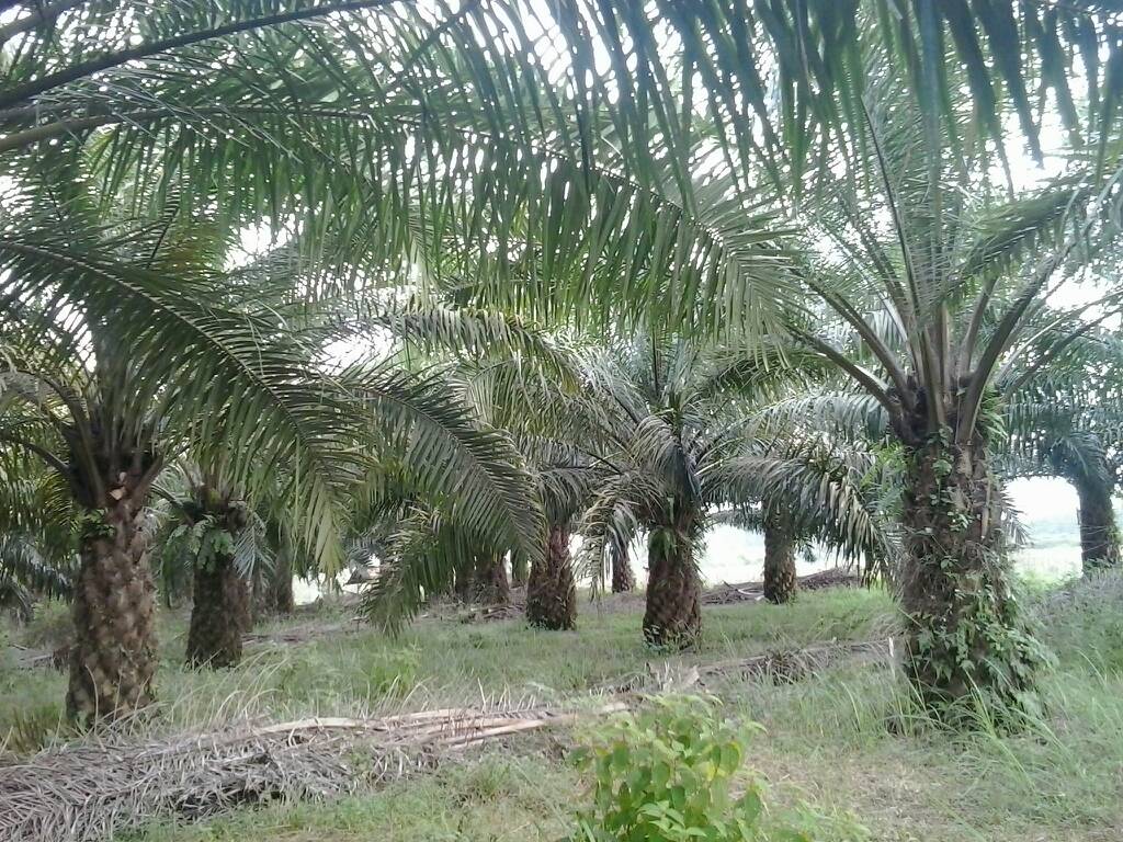 BISA NEGO!! CALL/WA. 0877-4420-3441, Harga Kebun Kelapa Sawit 1 Hektar