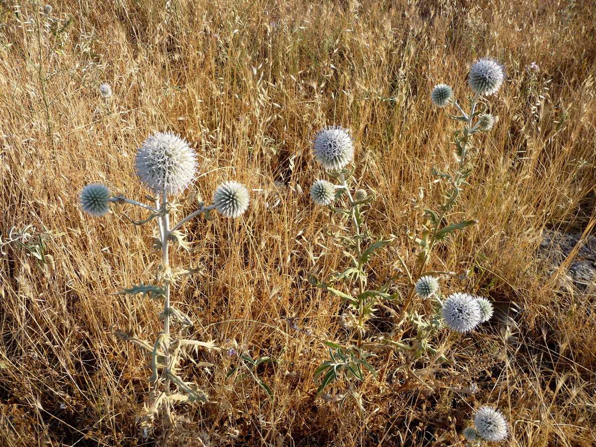 r o b i n 's y a r d: Echinops sphaerocephalus