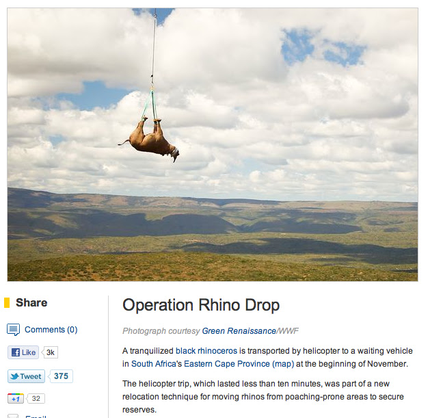 Nature Encounters Through Art: Rhinoceros via Airlift and Voyage