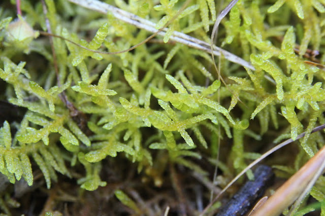 EL MUNDO MICROSCÓPICO DE LAS PLANTAS: Musgos. Ctenidium mollusucm y ...