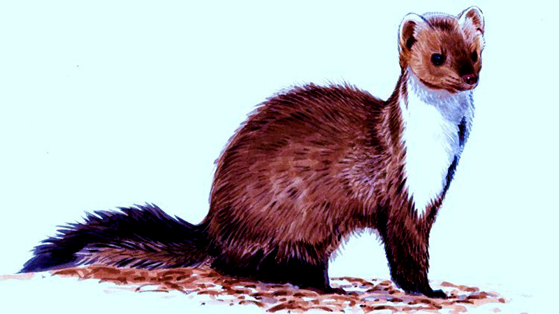 La Garduña 🔗 National Carpfishing