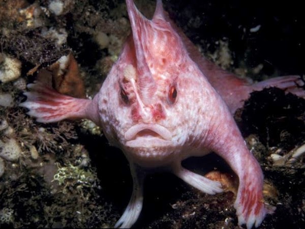 Acuario LPAELZO: LOS 5 PECES MAS RAROS.