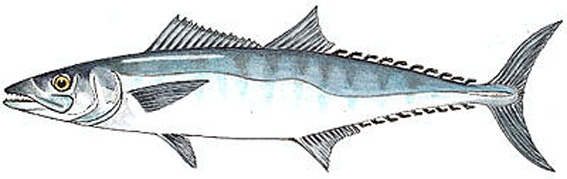 Flavors of Brazil: FISH OF BRAZIL - Cavala (King Mackerel or Cavalla)