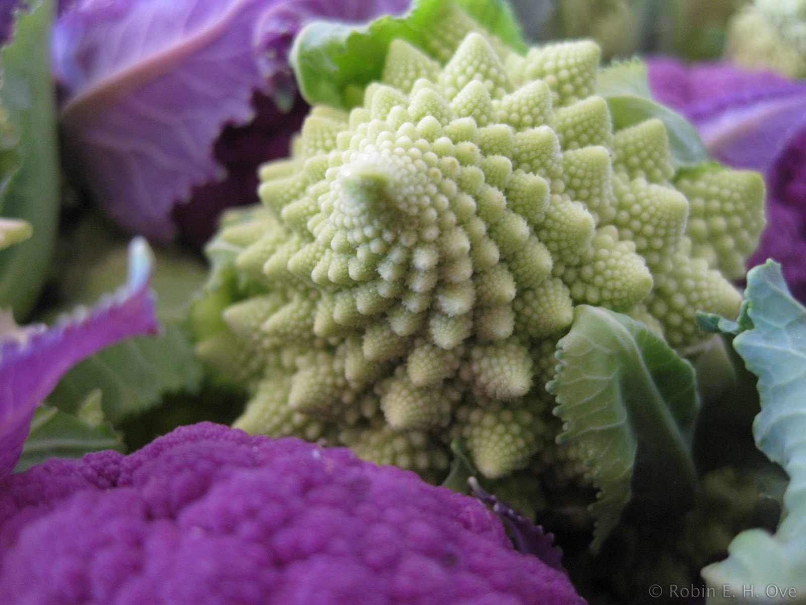 What about the food?: Something Gratin in California -- Broccoli Romanesco