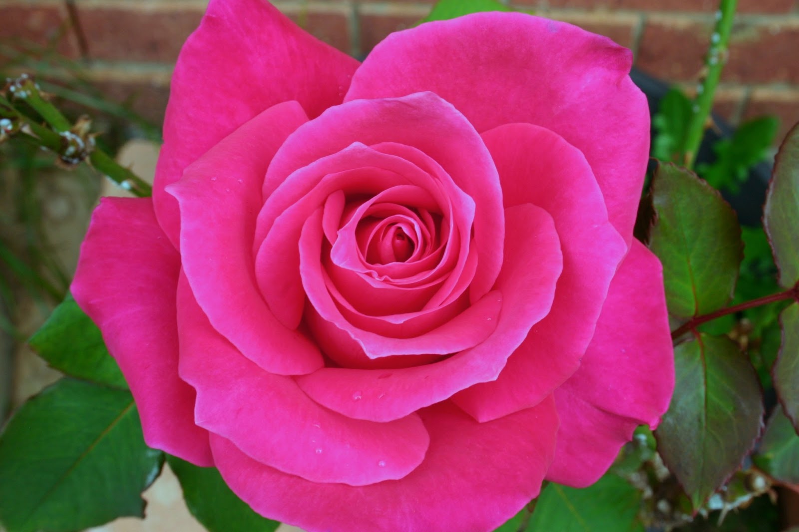 garden: Colourful Rose Wallpapers for Desktop Background