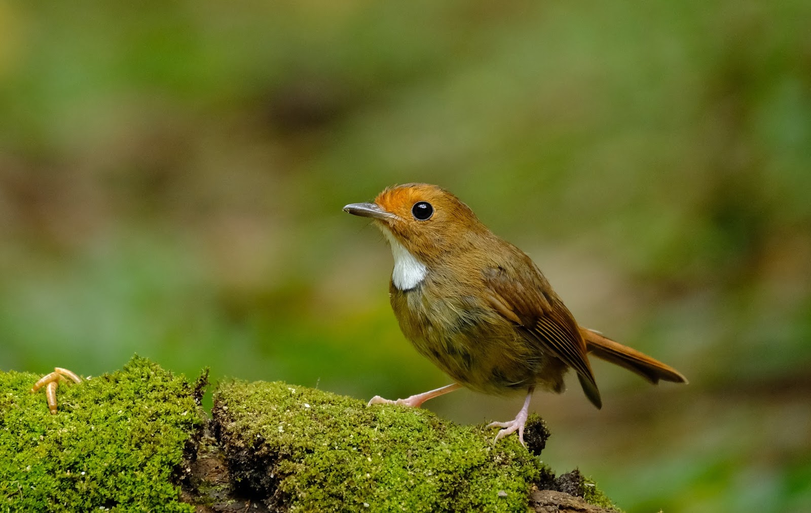 Mike is the name Birding is the game ( Birding in Malaysia - Malaysian ...