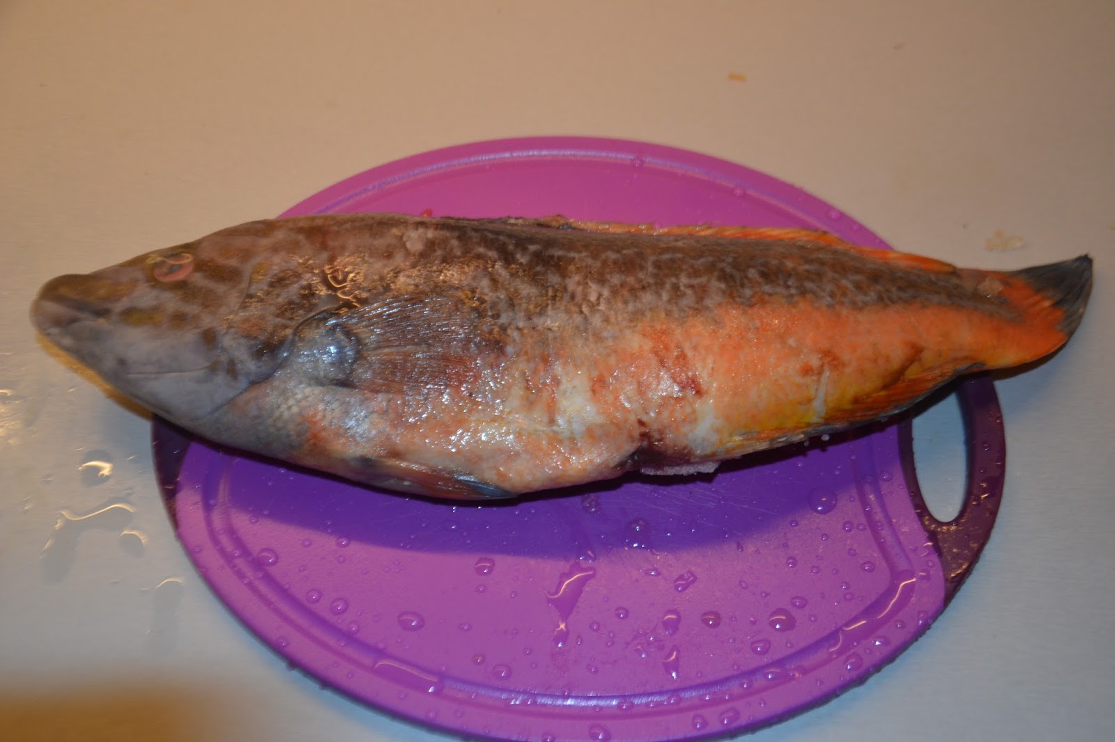 Oppdag Fisk!: Blåstål/Cuckoo Wrasse/Labrus Mixtus (Saltvann)