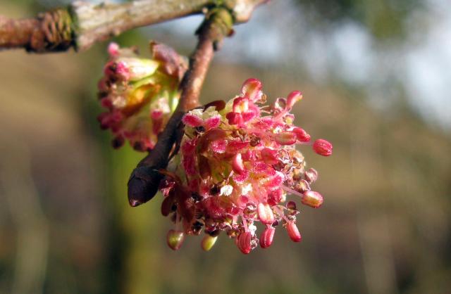 Trees Planet: Ulmus procera – English Elm