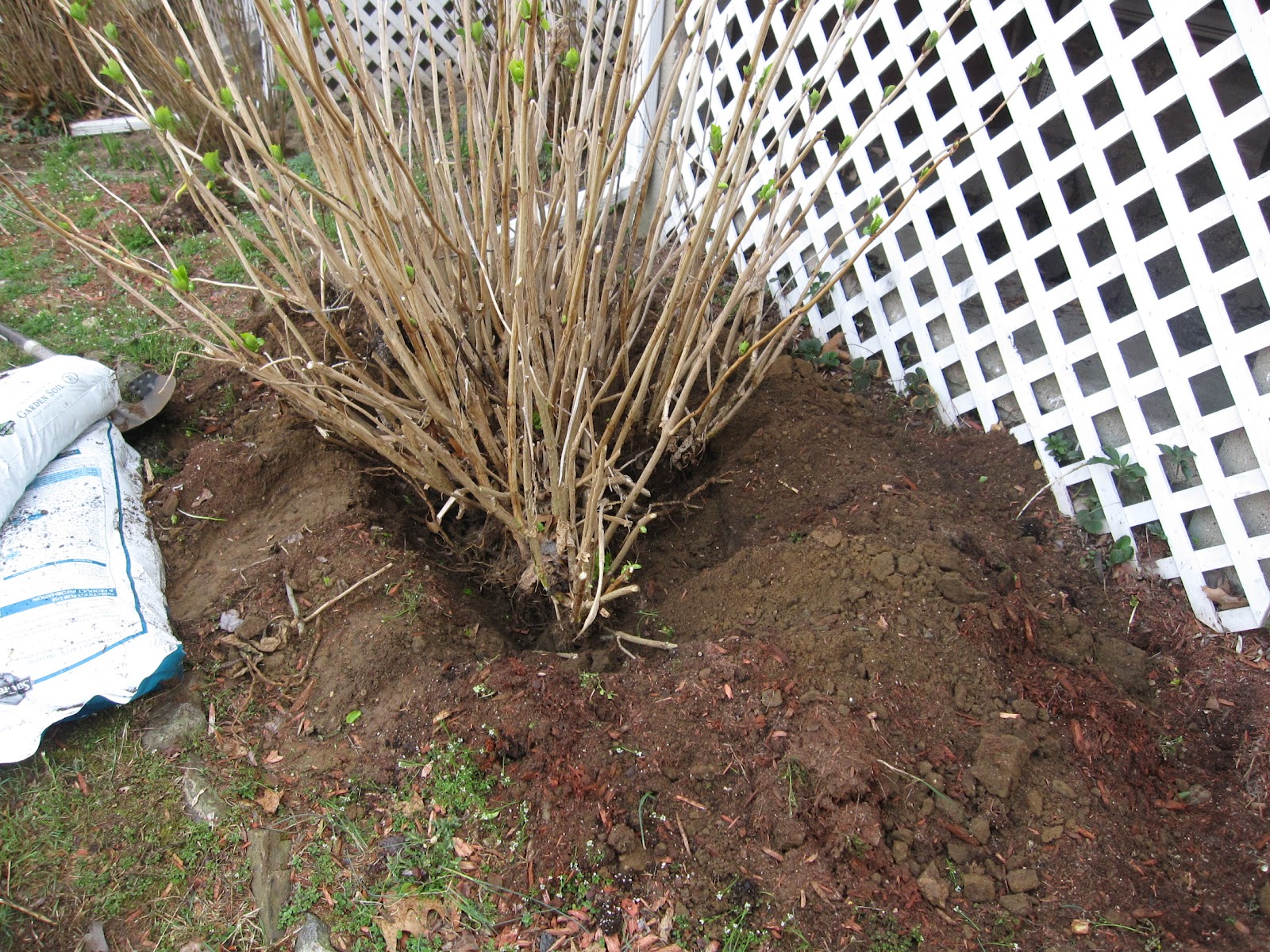 Frank's Garden Talk: Transplanting Hydrangeas-(basic shrub ...