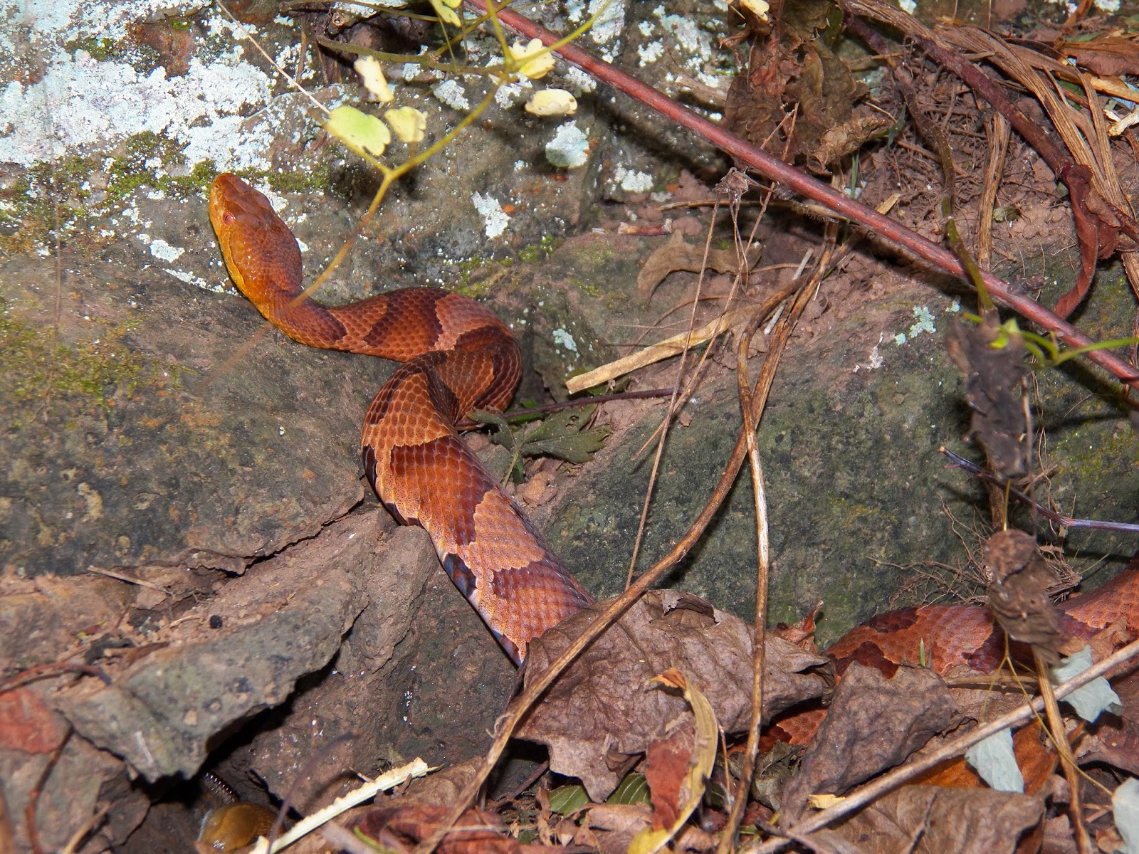 Connecticut Fly Angler: Snakes