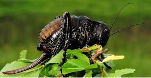 „Mai aproape de Cuvânt”