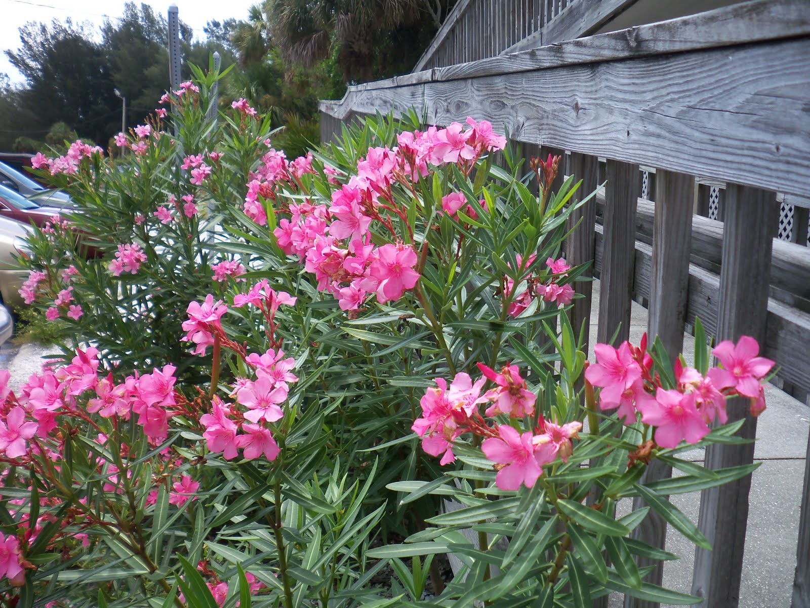 Southwest Florida Shoreline Studies: Oleanders