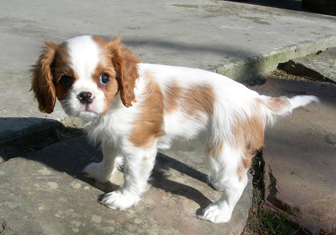 Toy Dog Breeds Pictures and Information