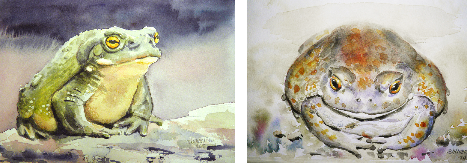 Arizona: Beetles, Bugs, Birds and more: Sonoran Desert Toads in our ...