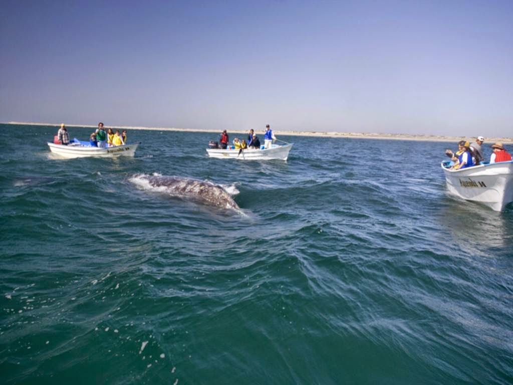 EN LA MIRA: MUNICIPIO DE COMONDU BCS CON BELLEZAS NATURALES ...