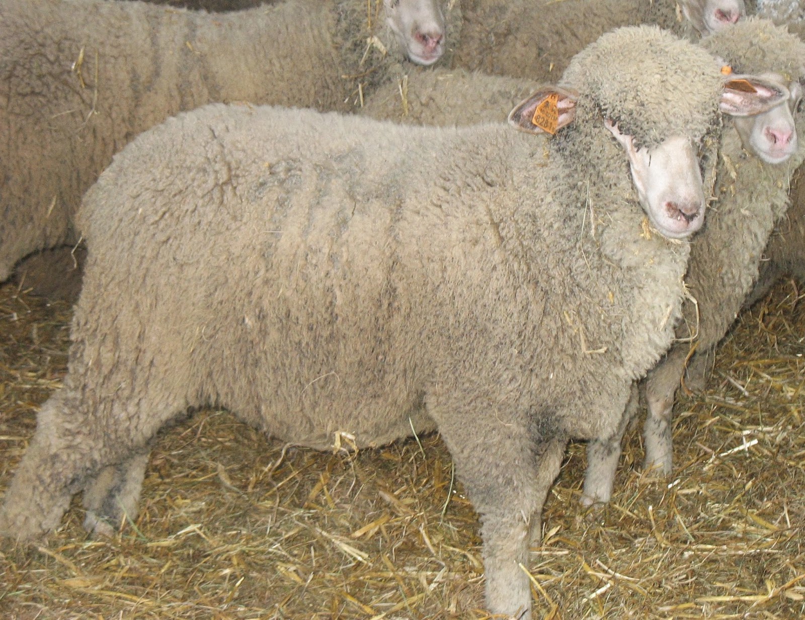 Owce są bee | Rokiowca