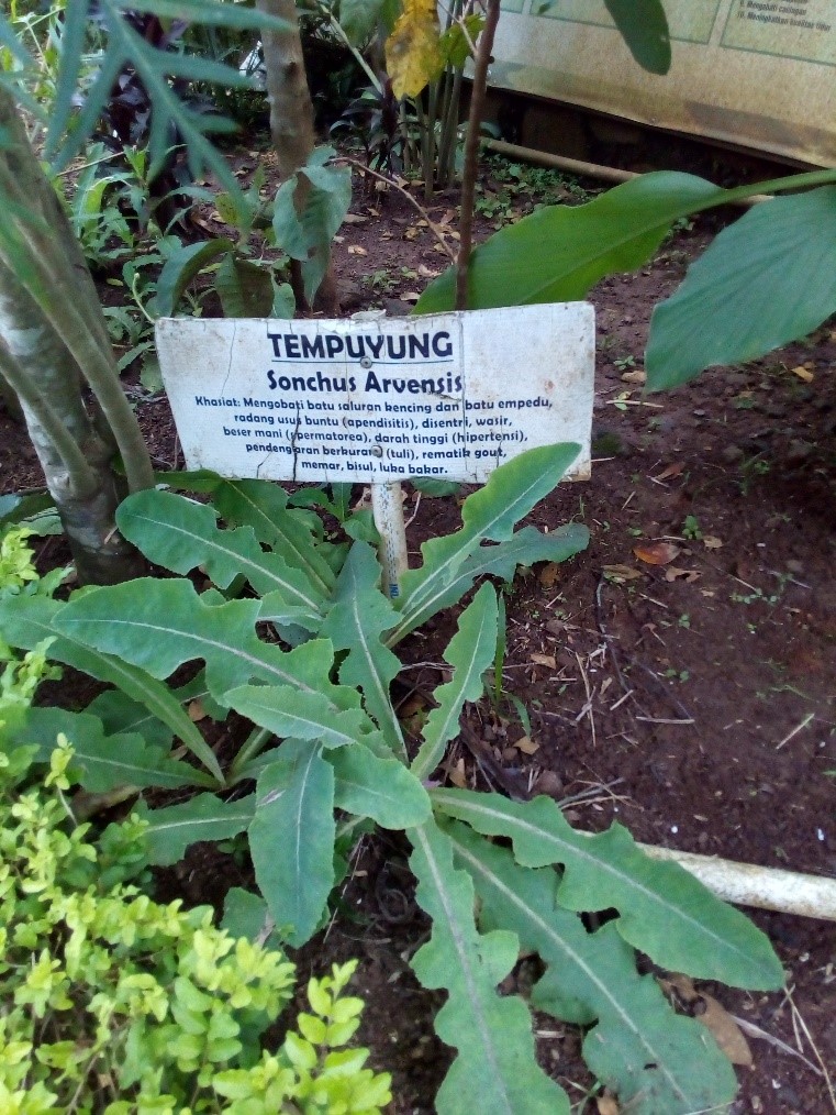 Pemeliharaan TOGA (Tanaman Obat Keluarga) MTs Negeri 15 Ciamis | MTs ...