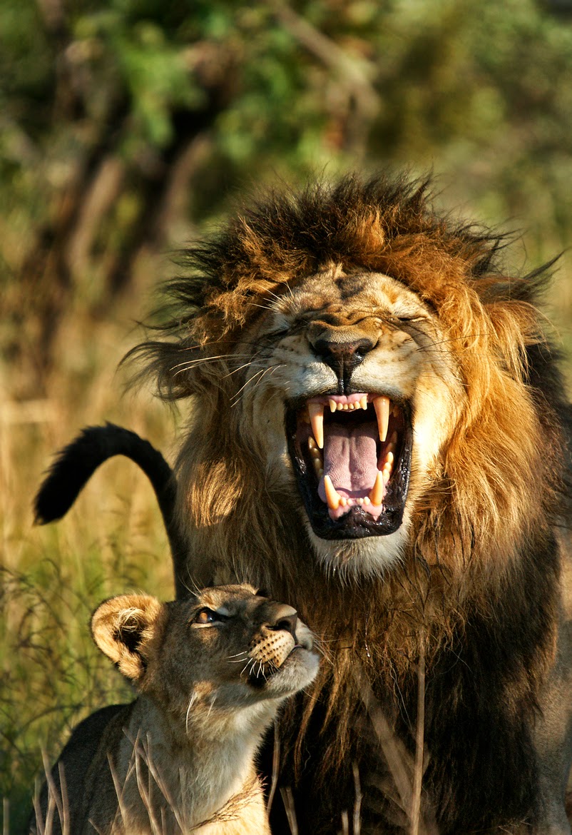 Wildlife Photos: African Lion and His Girl Friend