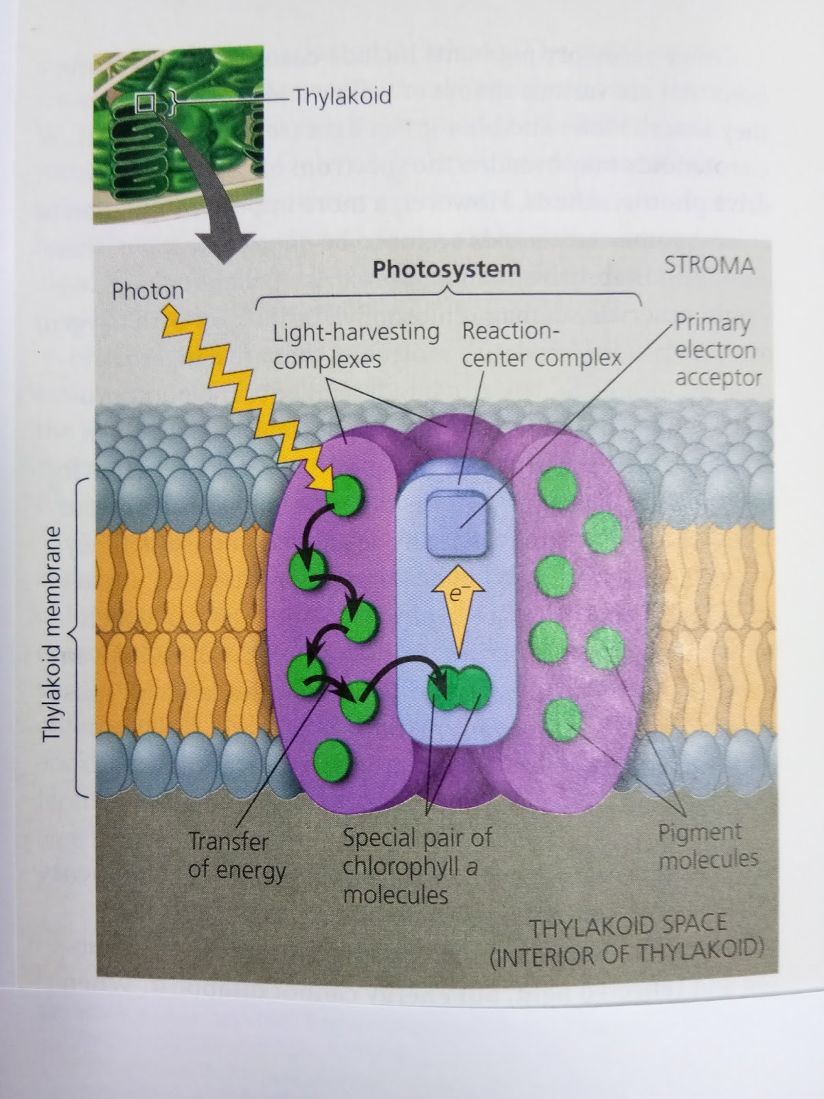 BIOLOGY is to serve mankind...: 2.6 PHOTOSYNTHESIS