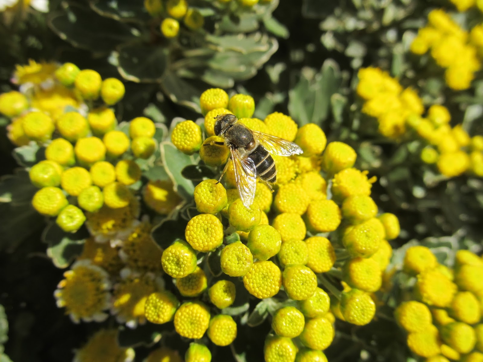Cittaslow Botanik Park: AJANYA ÇİÇEĞİ ( Ajania pacifica )