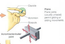 Proses Pembentukan Sendi, Jenis-Jenis Persendian dan Hubungan Antar ...