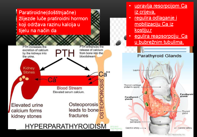 FARMAKOLOGIJA: HORMONI