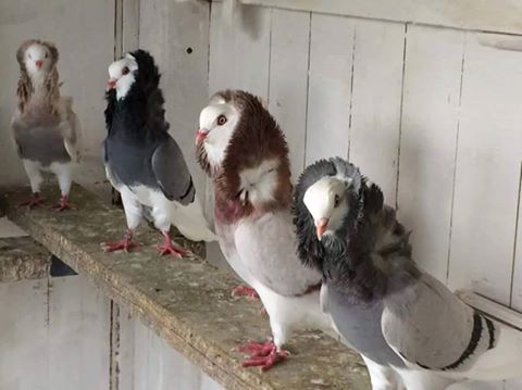 World of Pigeons and Doves: Old Dutch Capuchine ( Altholländischer ...